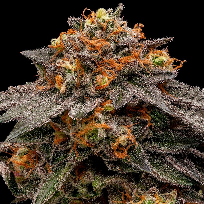 Shimo 5 u. fem. Ripper Seeds - Juanita Banana Grow